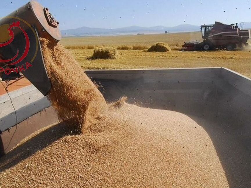 Купить овес
