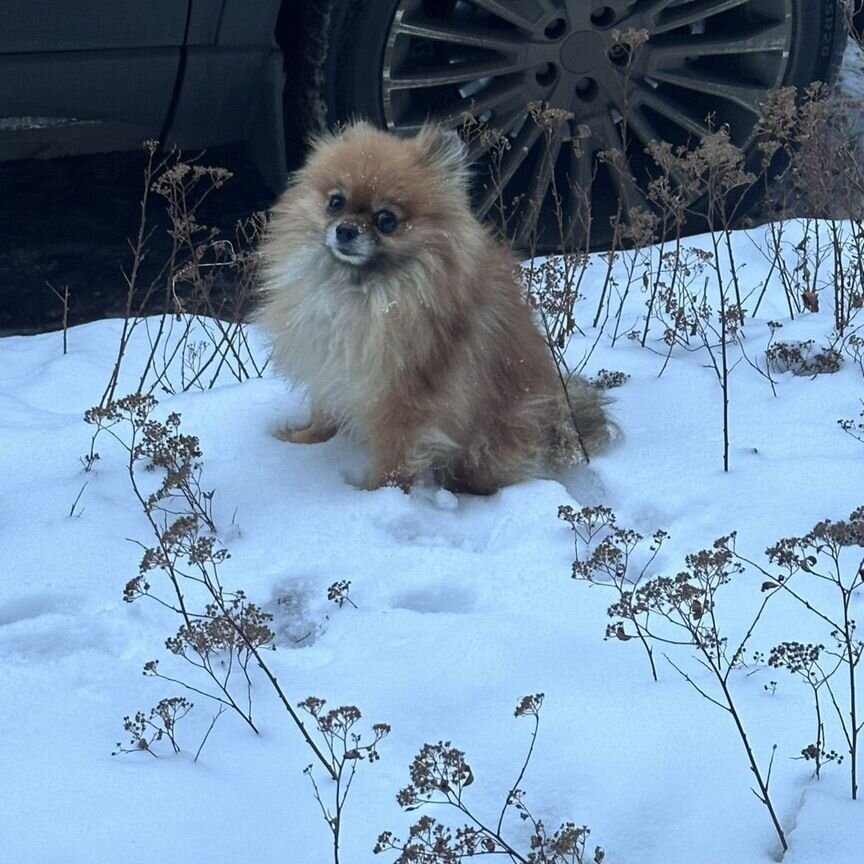 Шпиц в добрые руки