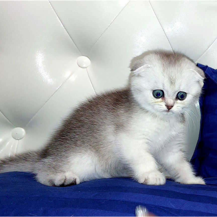 Шотландская вислоухая шиншилла