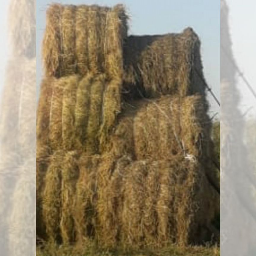 Продам сено в рулонах 2 укос.прес 145