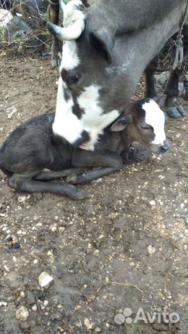 Корова Телочка Бычек