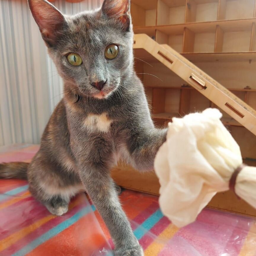 Кошечка в добрые руки