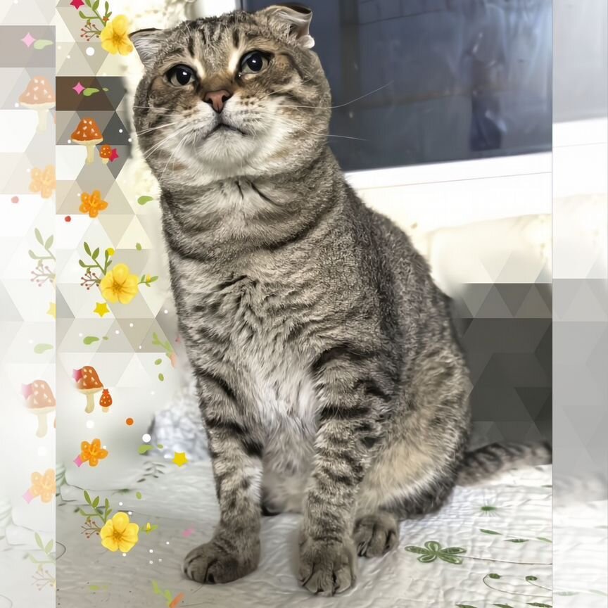 Взрослый кот в добрые руки