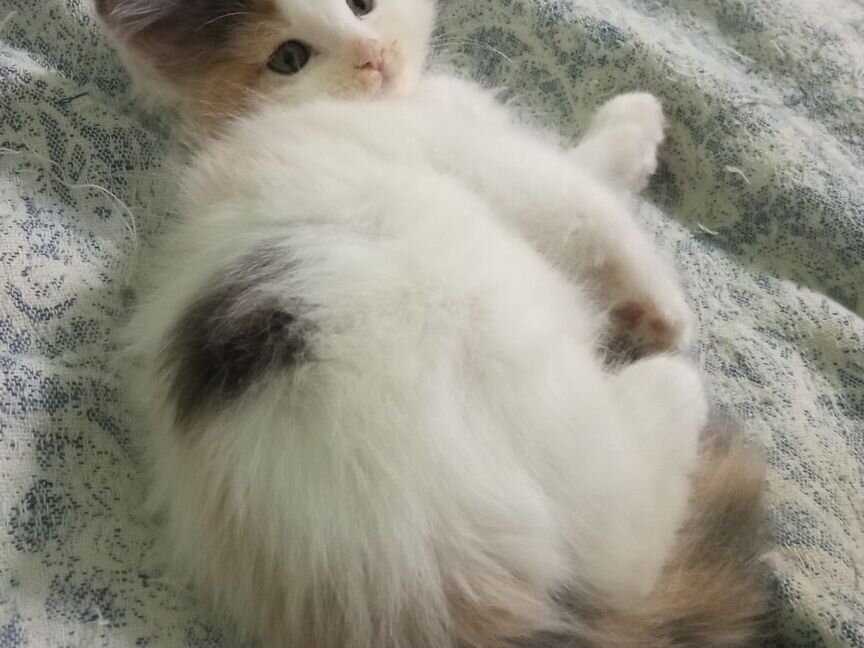 Котята мейн-кун