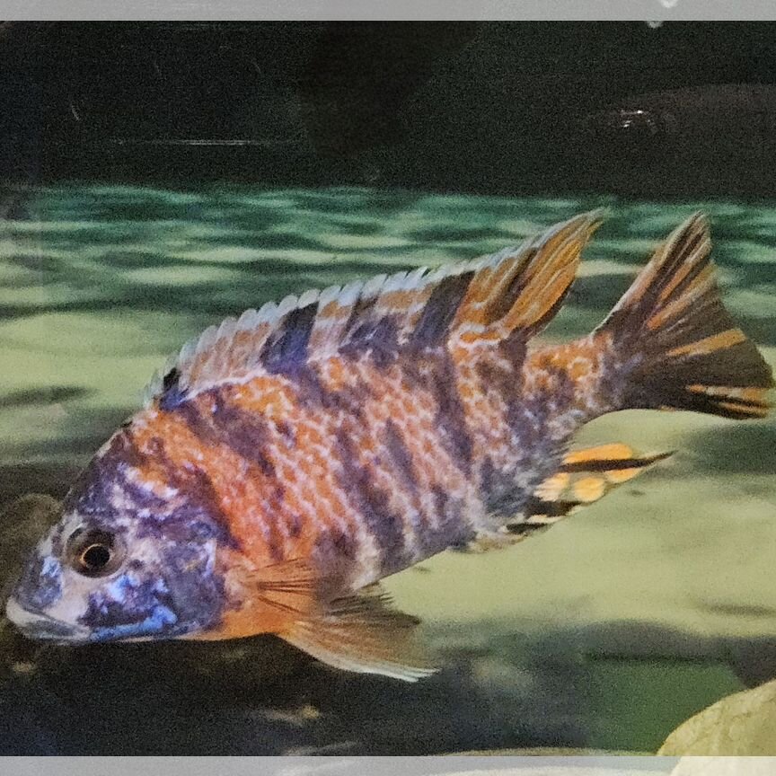 Цихлиды (аулонокара мультиколор)