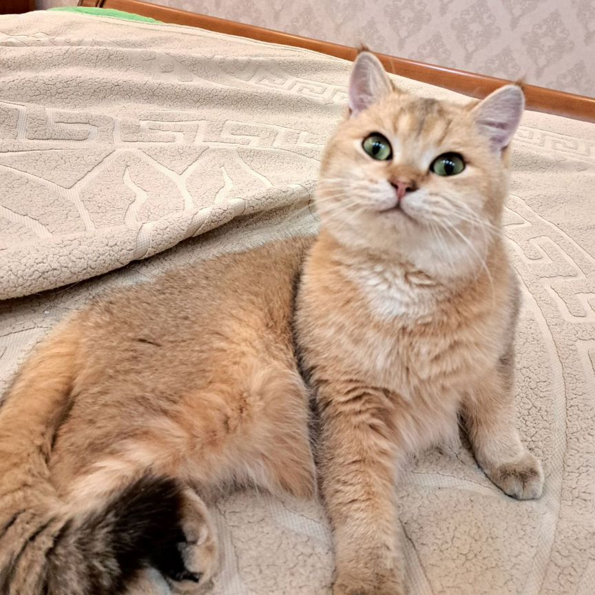Вязка кошек