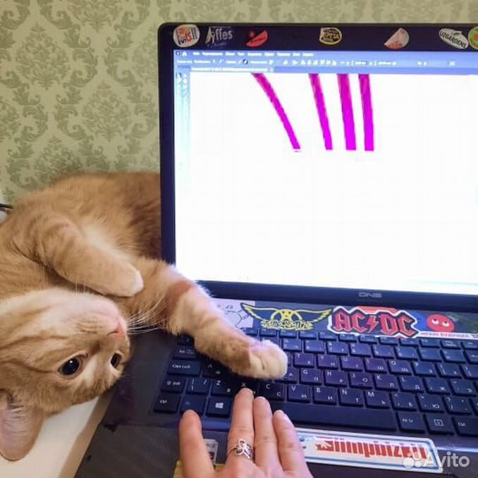 Котик Оскар