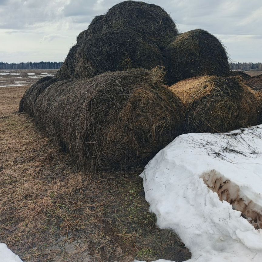 Продам сено в рулонах