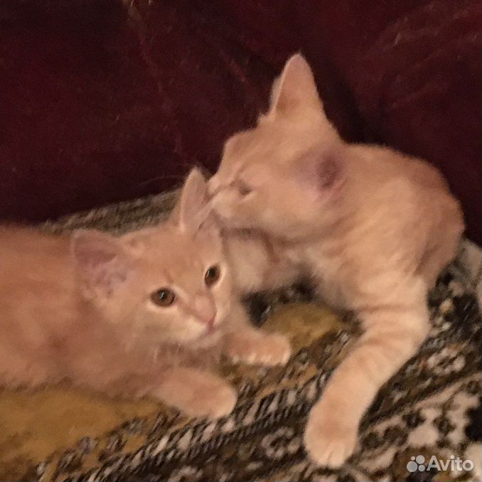 Котята Персики в спмью