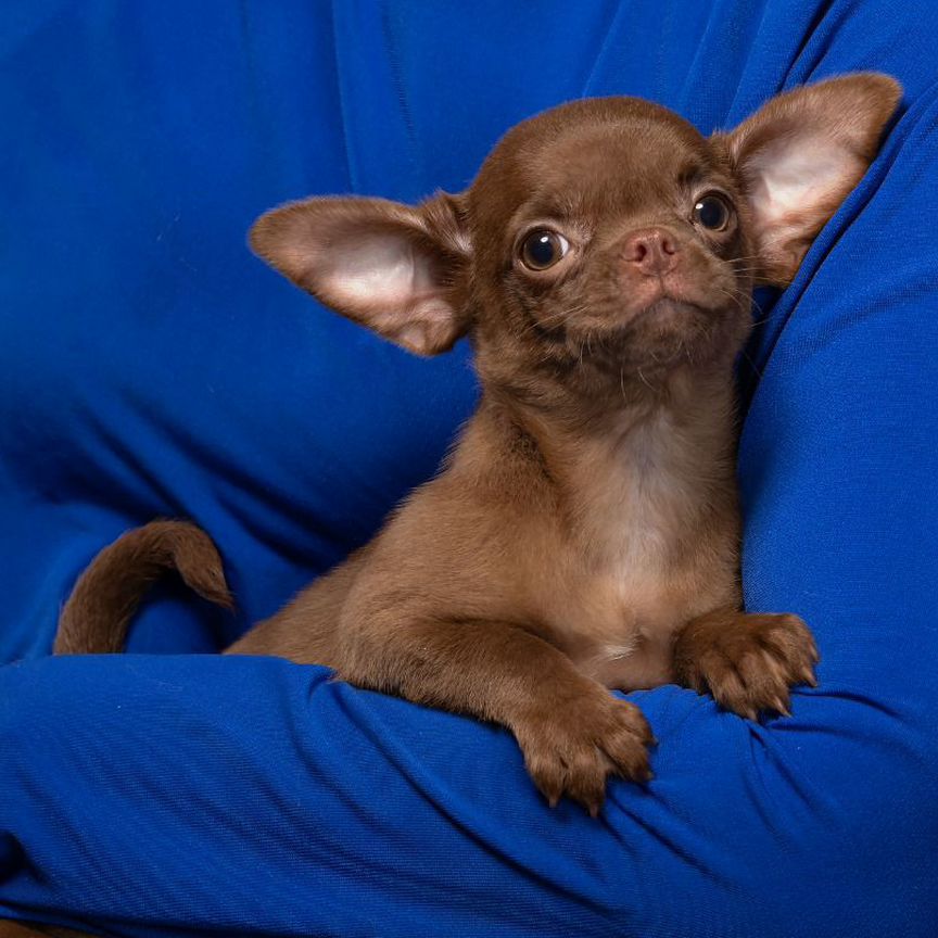 Шоколадные красавчики чихуахуа