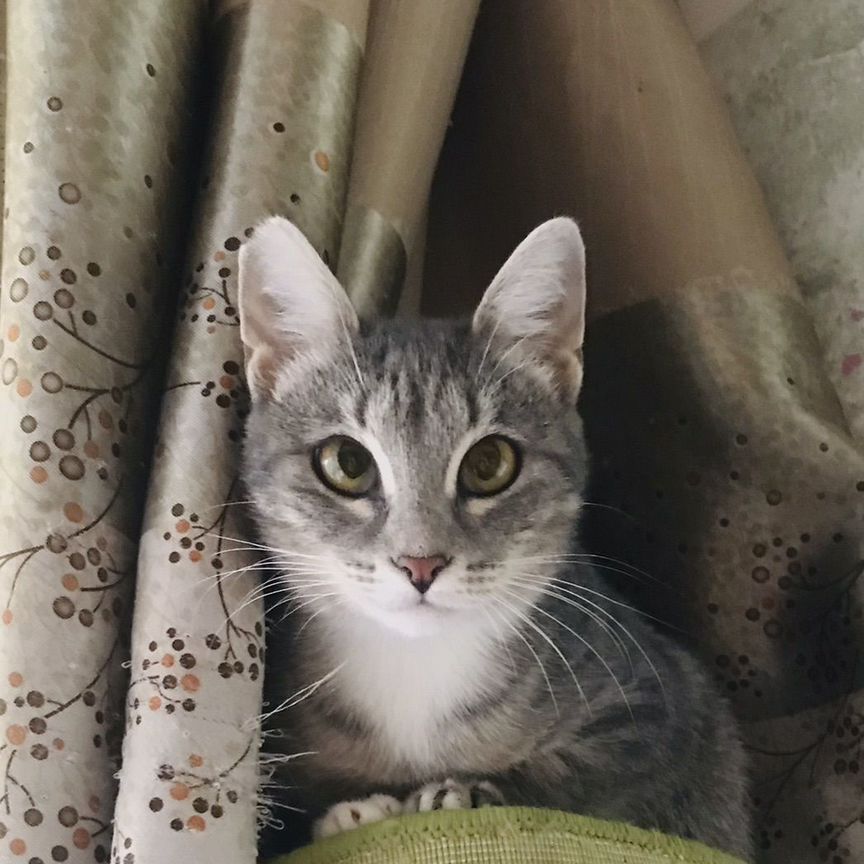 Кассиопея - дом или улица Вот в чем вопрос