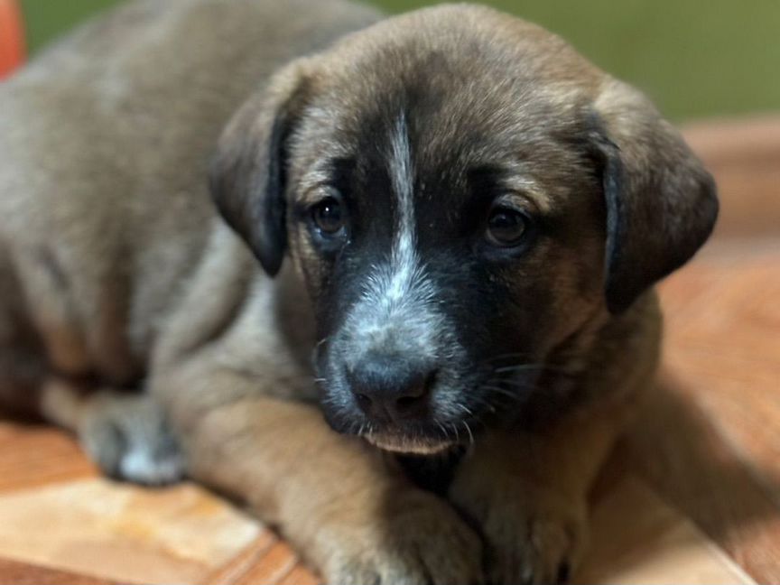 Собака в добрые руки