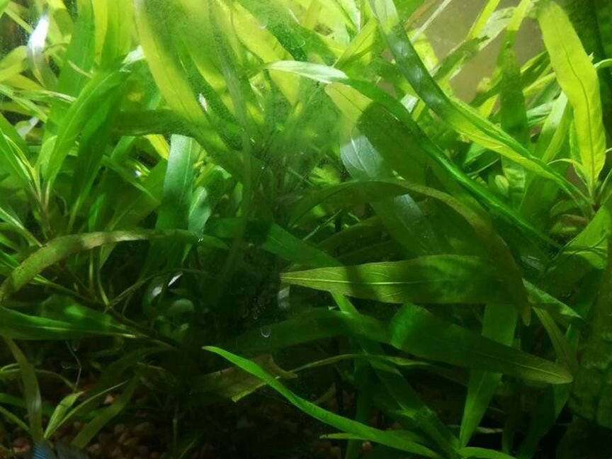 Аквариумное растение.Рыбки