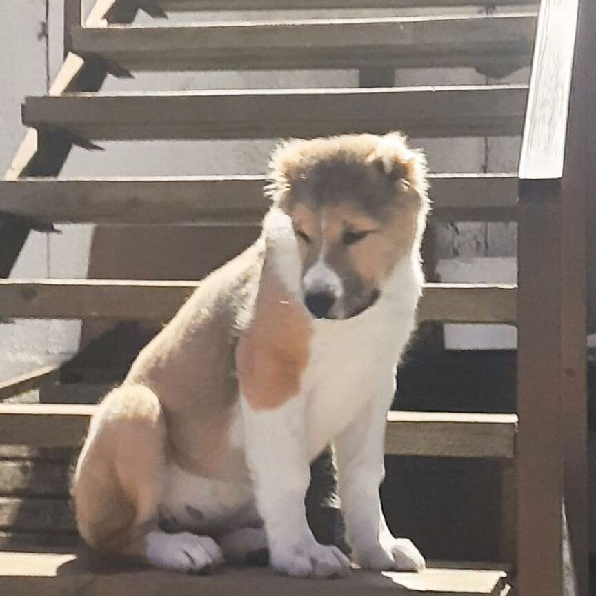 Щенок 3 месяца (сука)