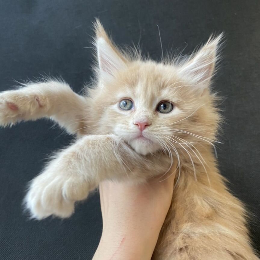 Мейн-кун крем