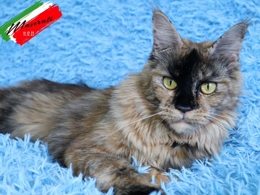 Кошечка-подросток Мейн Кун