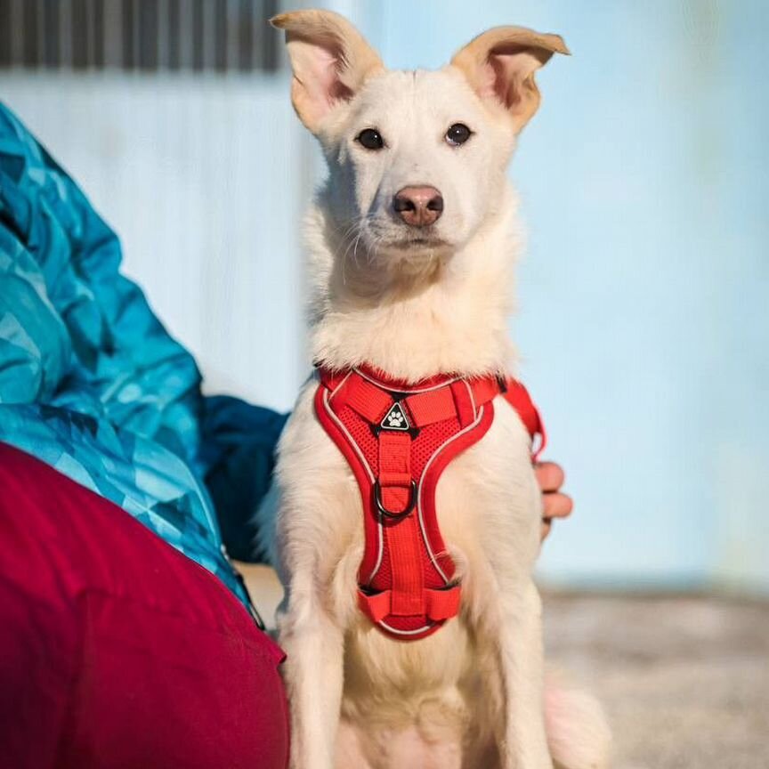 Лайка, щенок