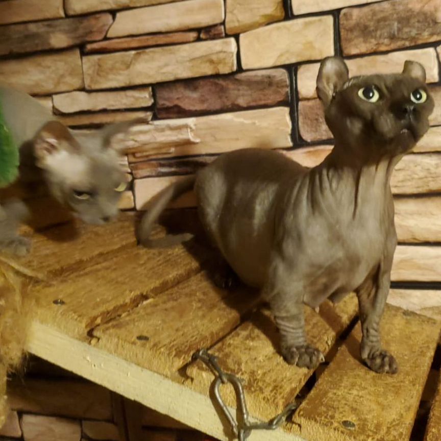 Двельфы экзотика в дар