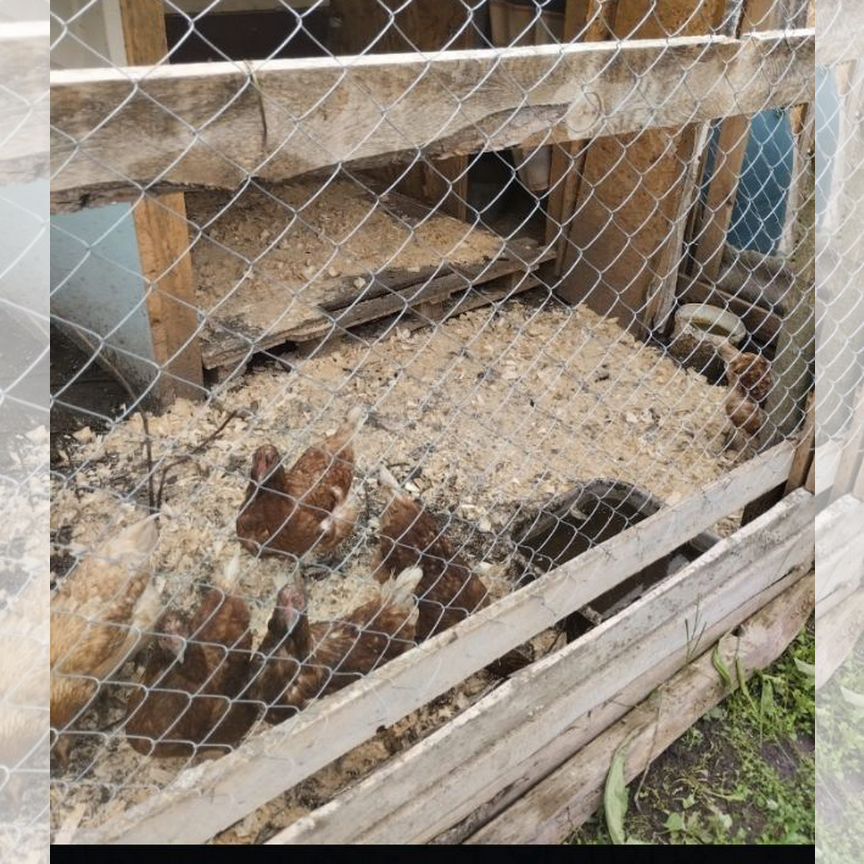 Продам курочек