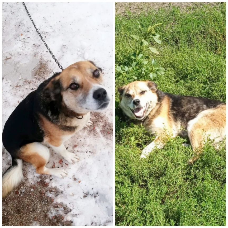 Бывшие хозяева оставили собаку в пустом доме