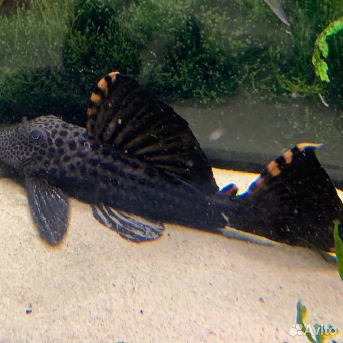 Барбус Рохана, сом L-091