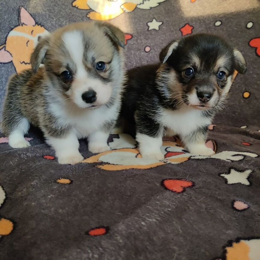 Вель-корги пемброк