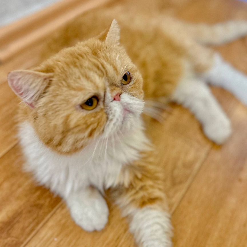 Отдам породистого котика в добрые руки