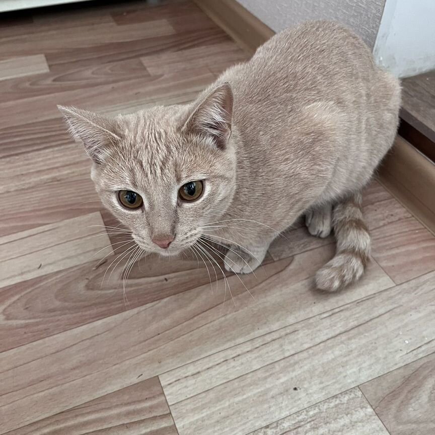 Рыжий котенок в добрые руки бесплатно