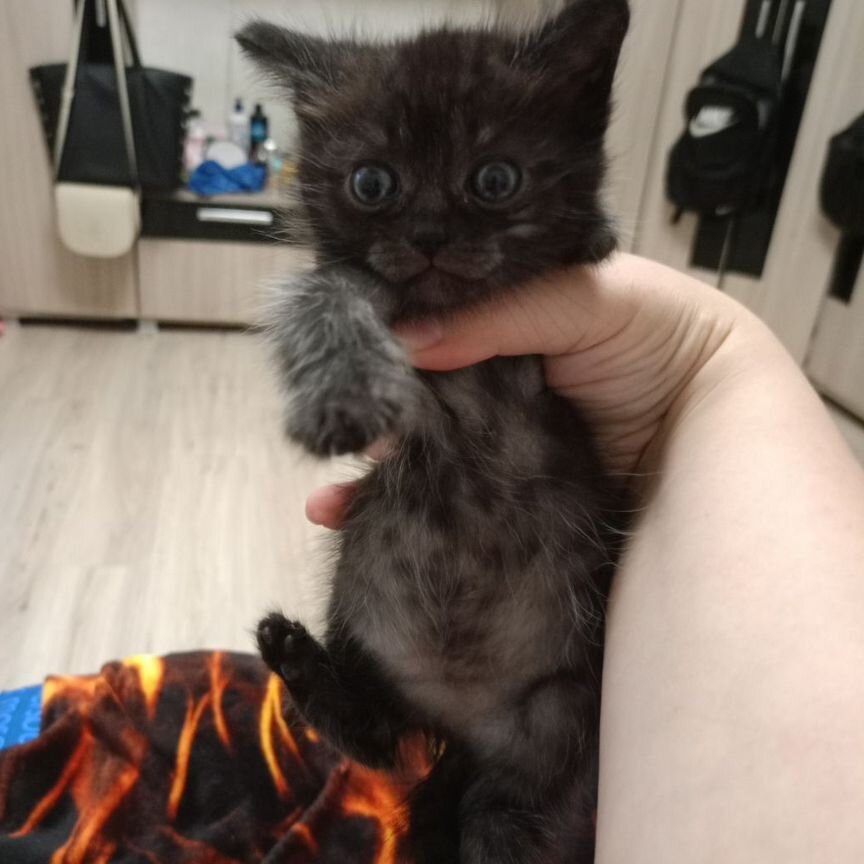 Котята в добрые руки бесплатно девочка