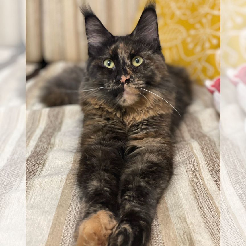 Мейн-кун, взрослая кошка