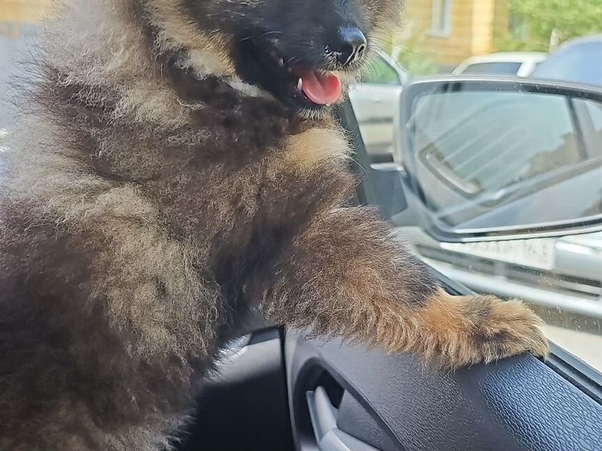 Продажа маленький собаки мини шпиц