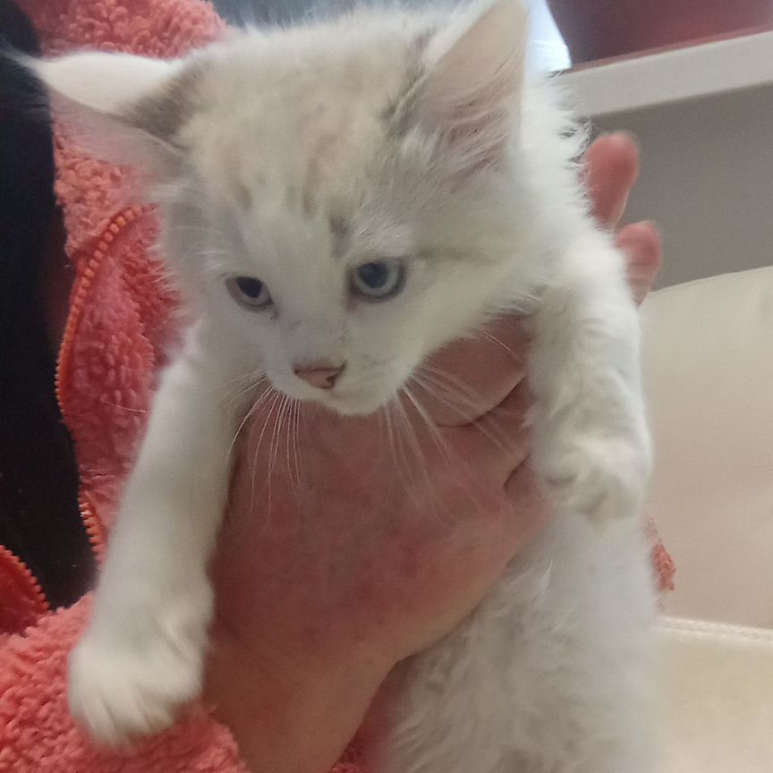 Котята Невская Маскарадная