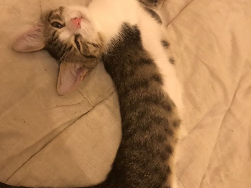 Отдадим котенка, мальчик