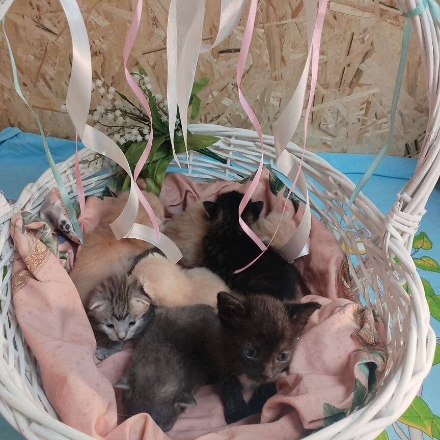 Котёнок в добрые руки