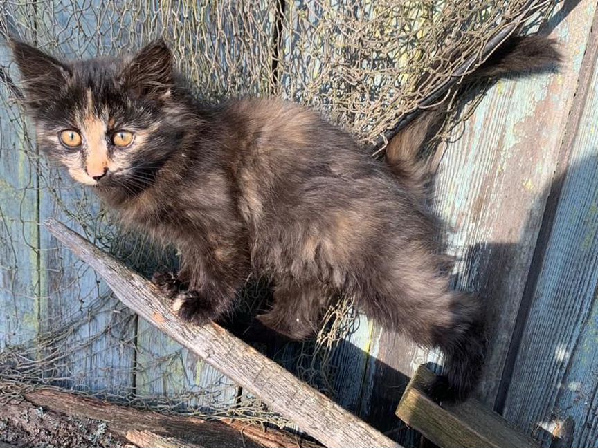 Котенок в добрые руки