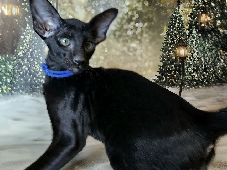 Ориентальная экстрим