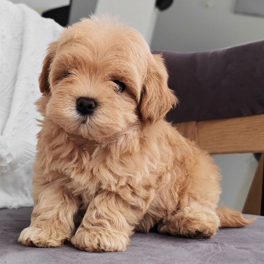 Мальтипу, щенок