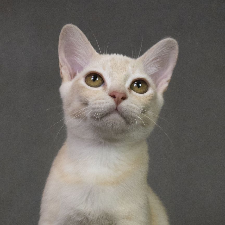 Котик бурма