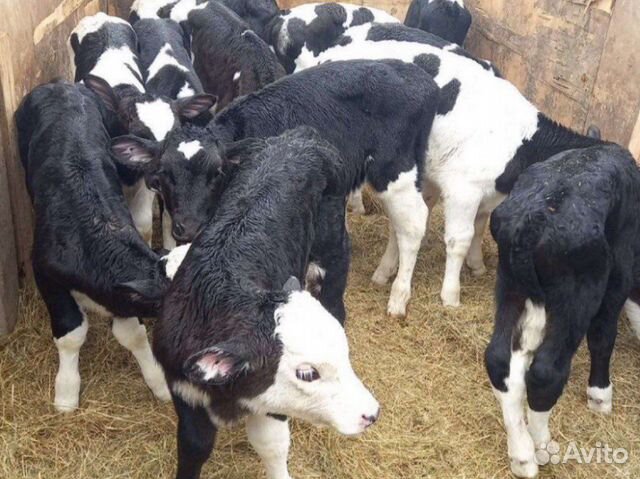 Бычки телята с доставкой