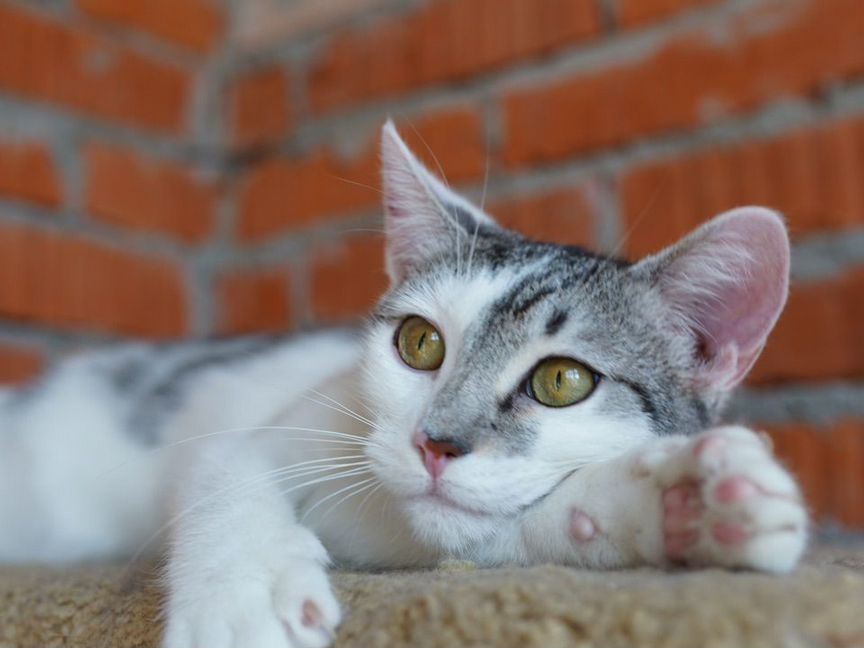 6-ти месячный котик ищет дом