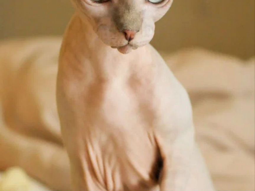 Канадский сфинкс