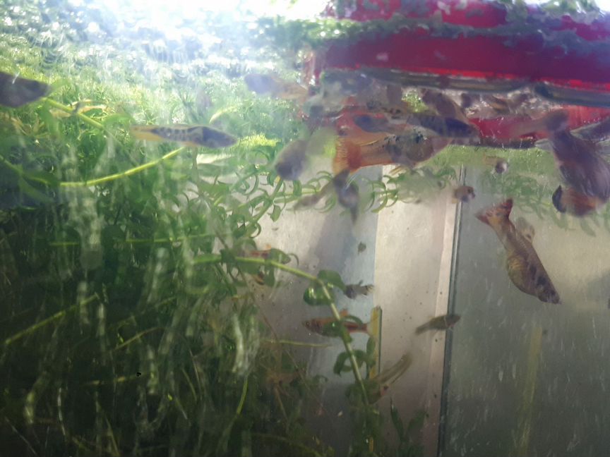 Аквариумные рыбки гуппи