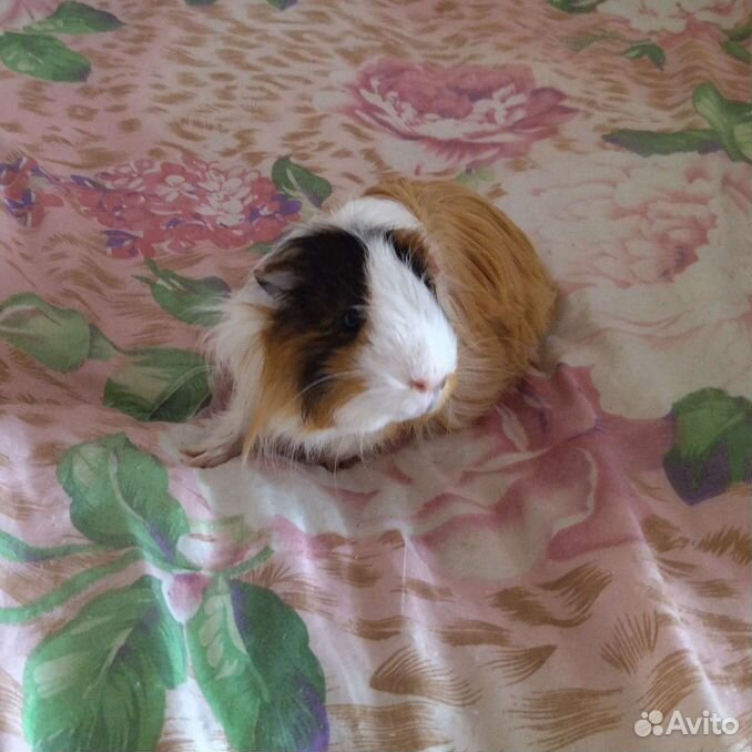 Свинка морская шелти мальчик 4-5 мес