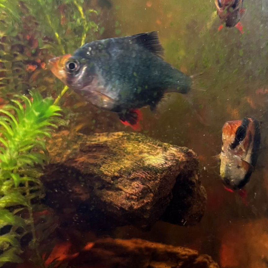 Барбус черный