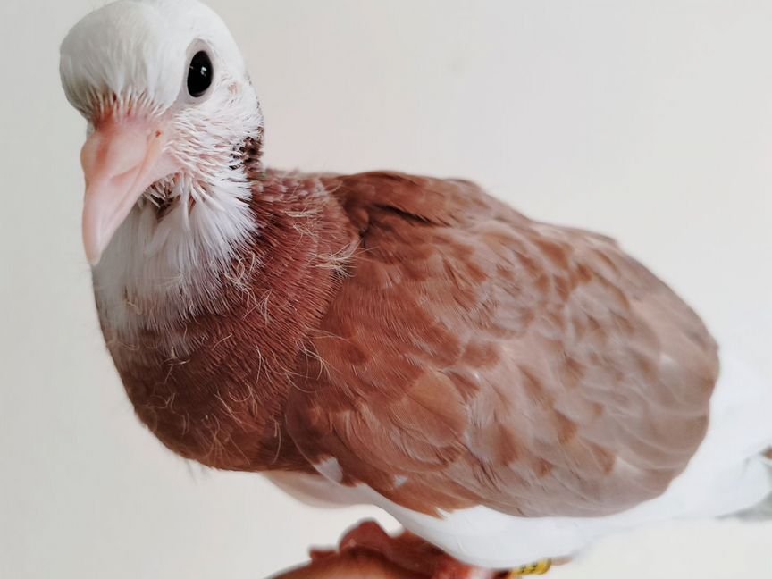 Ручной птенец голубя Тэффи