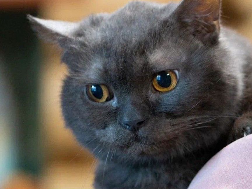 Котик в добрые руки