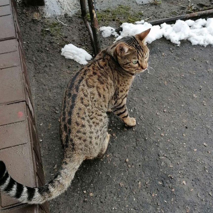 Найдена кошка