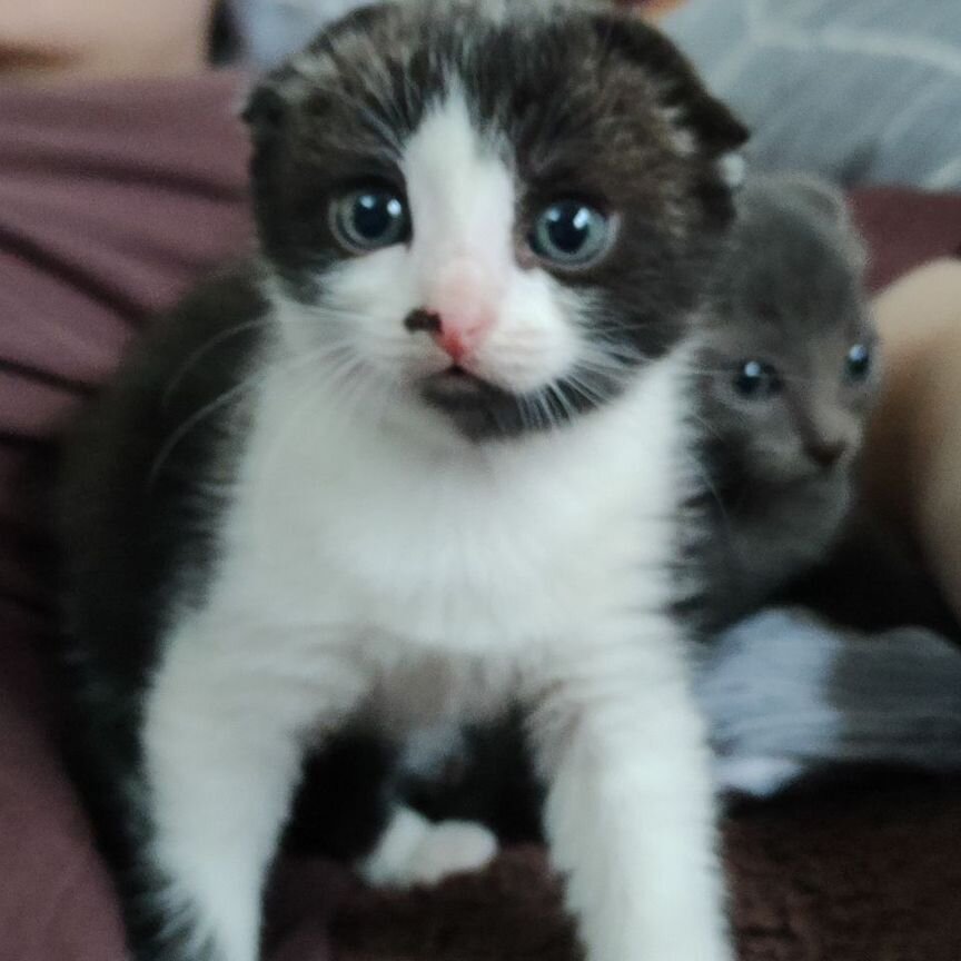 Котята бомжи