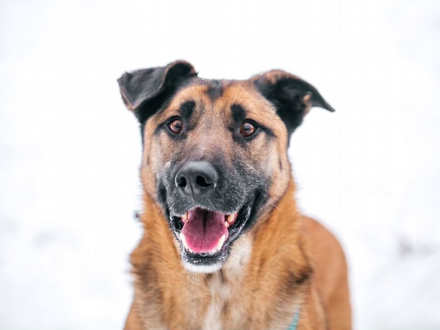 Бизон ищет дом