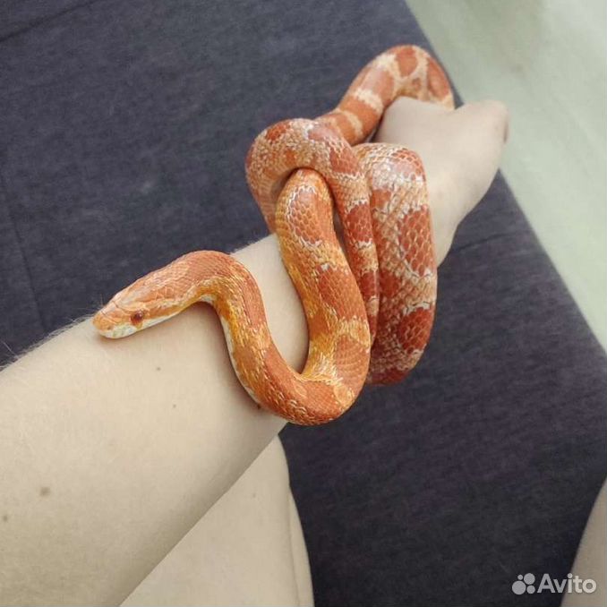 Змея. Маисовый полоз